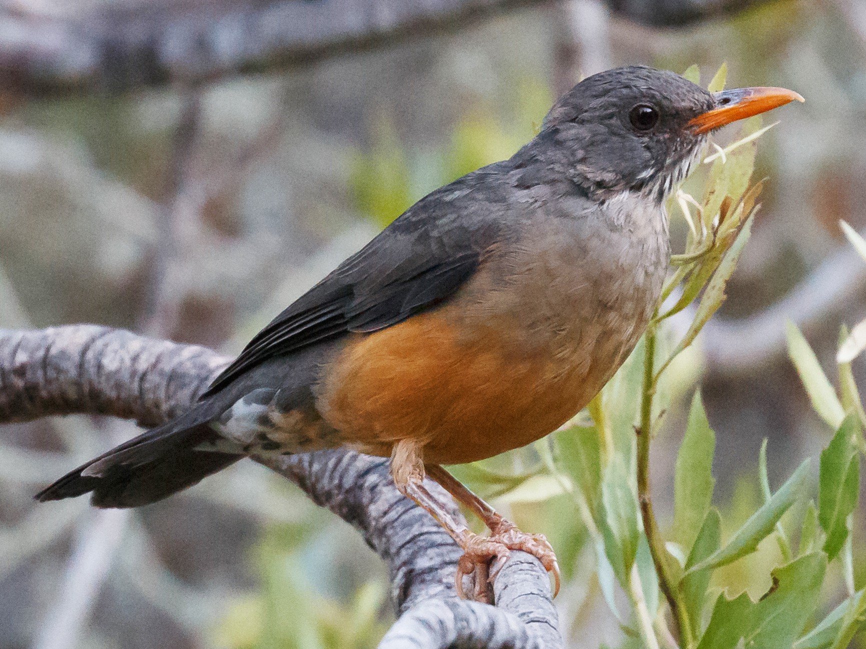 Olive Thrush - eBird