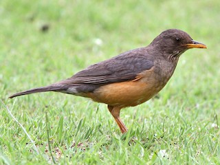Olive Thrush - eBird