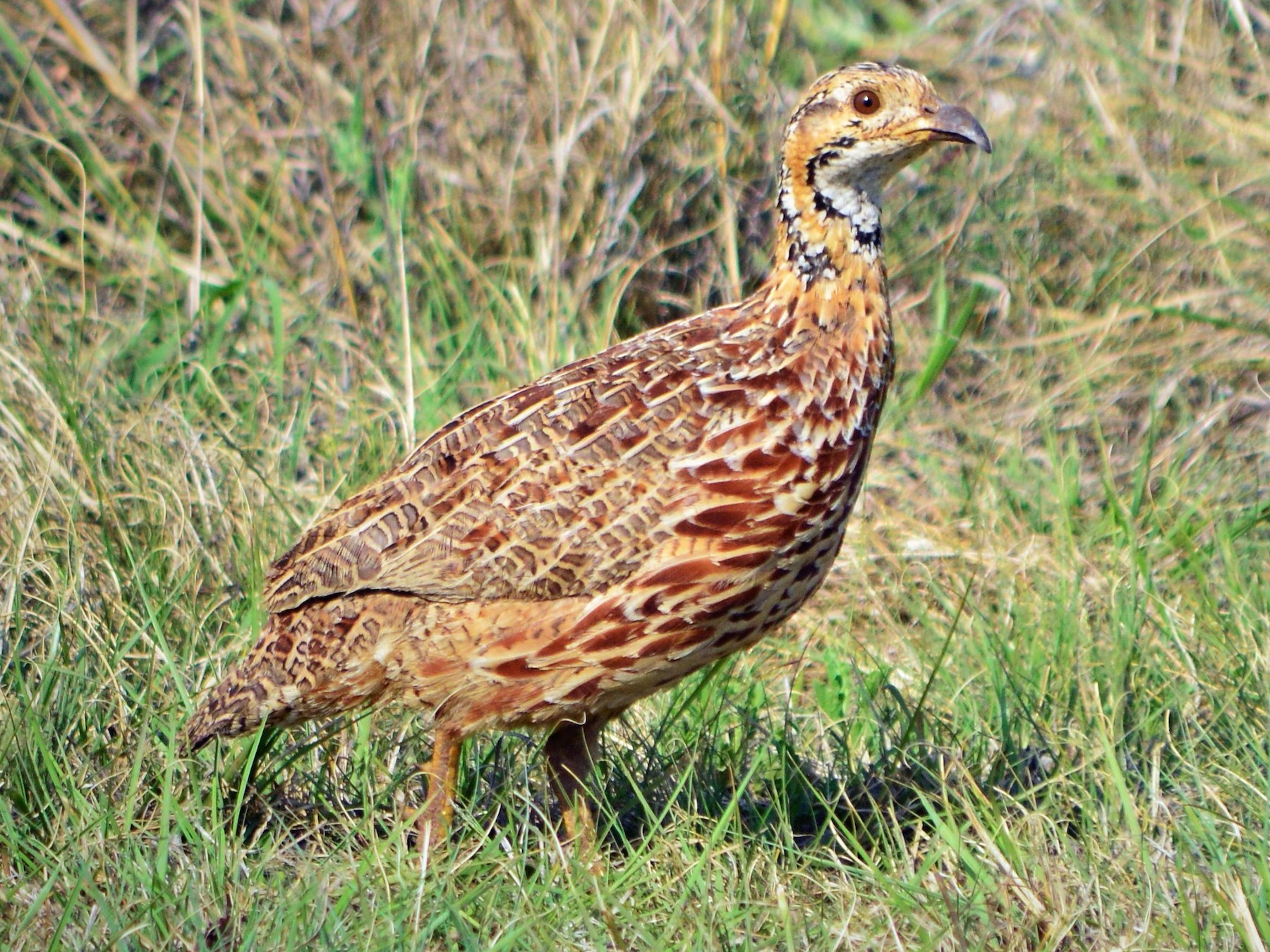 Orange River Francolin - eBird