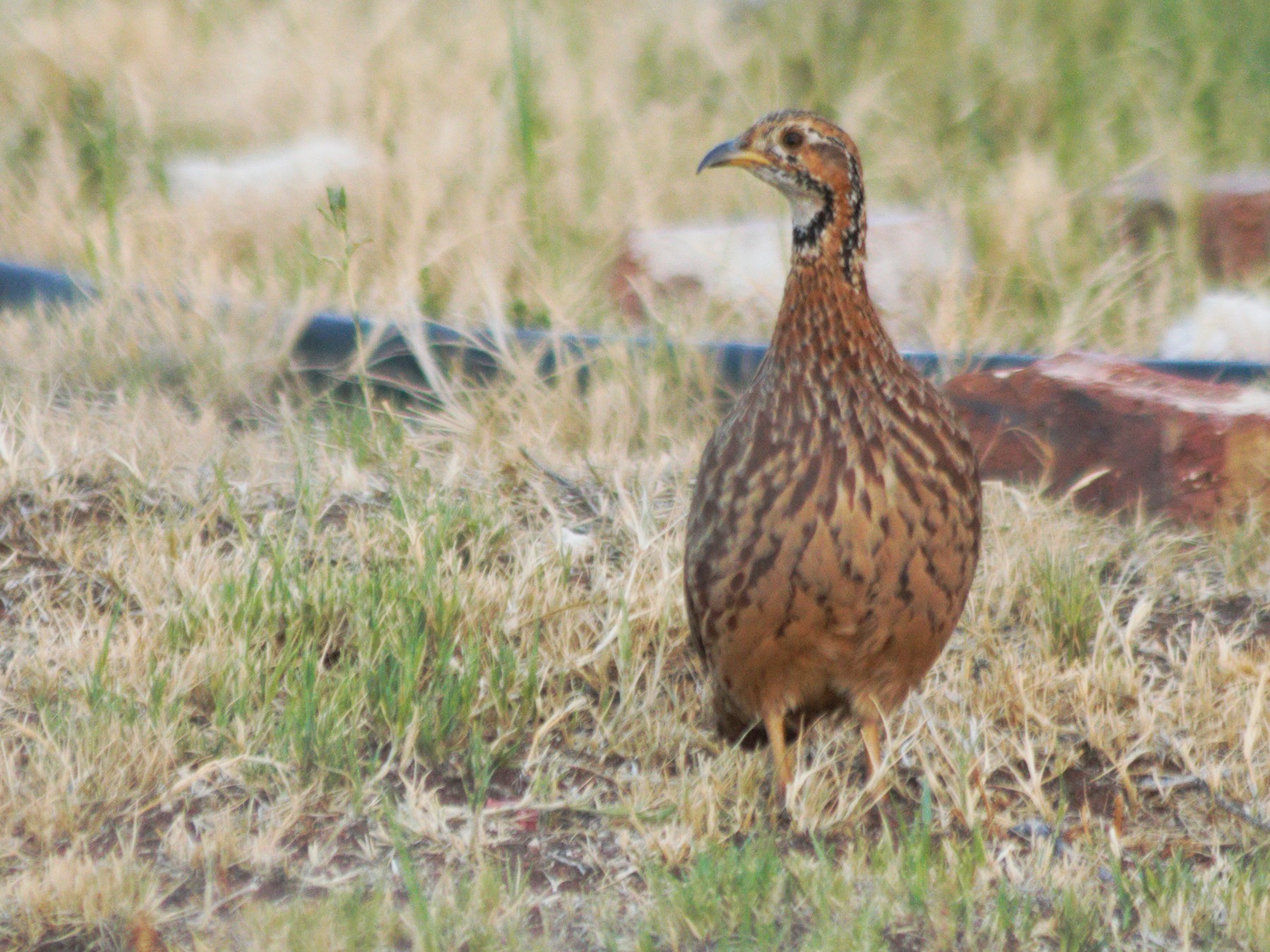 Orange River Francolin - eBird