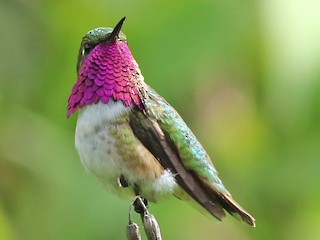 Bumblebee Hummingbird - eBird