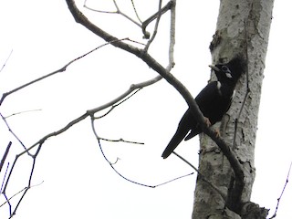 Long-crested Myna - Basilornis corythaix - Birds of the World