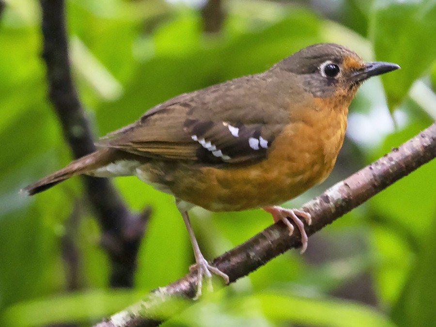 Orange Ground-Thrush - eBird