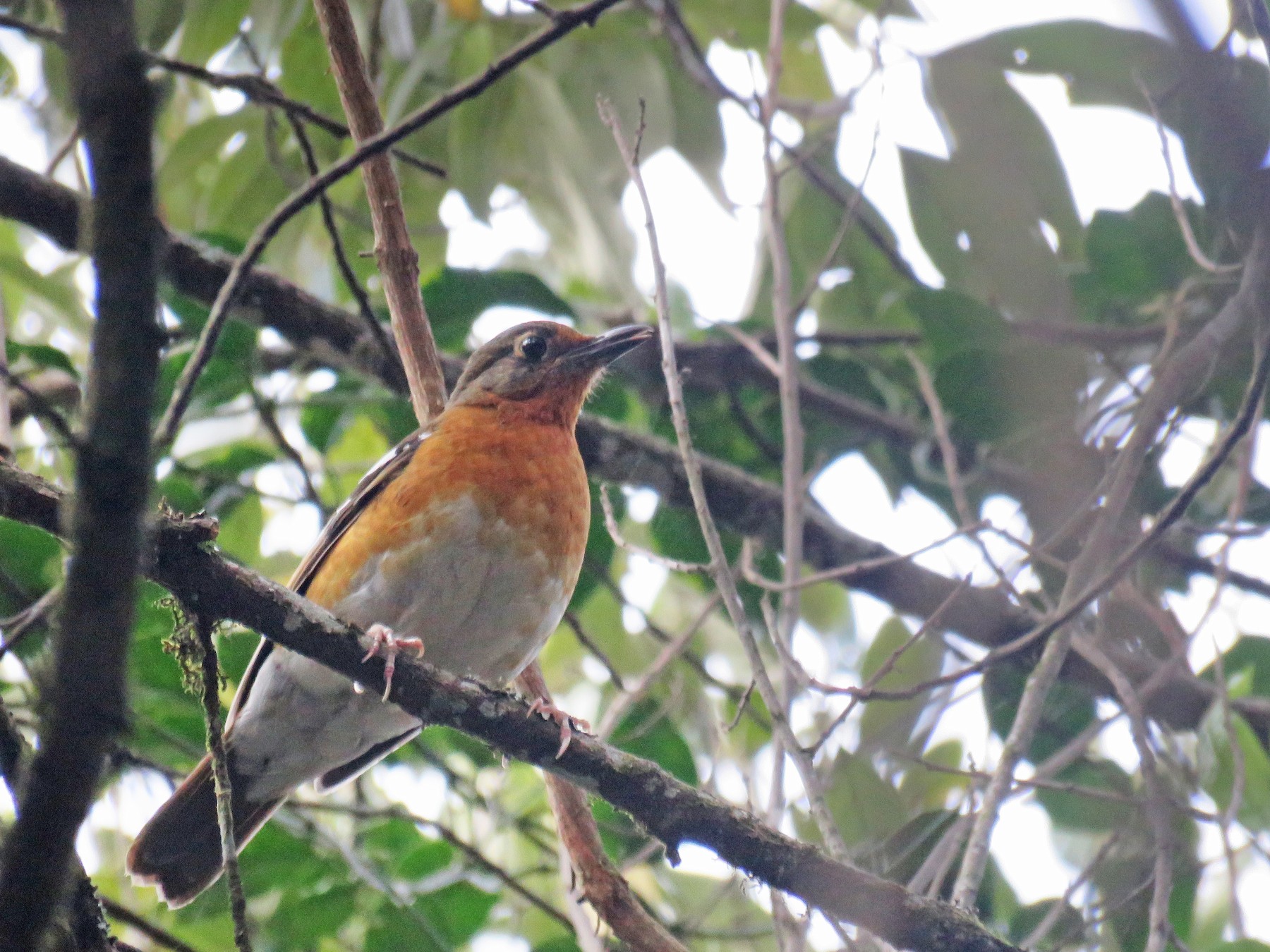 Orange Ground-Thrush - eBird