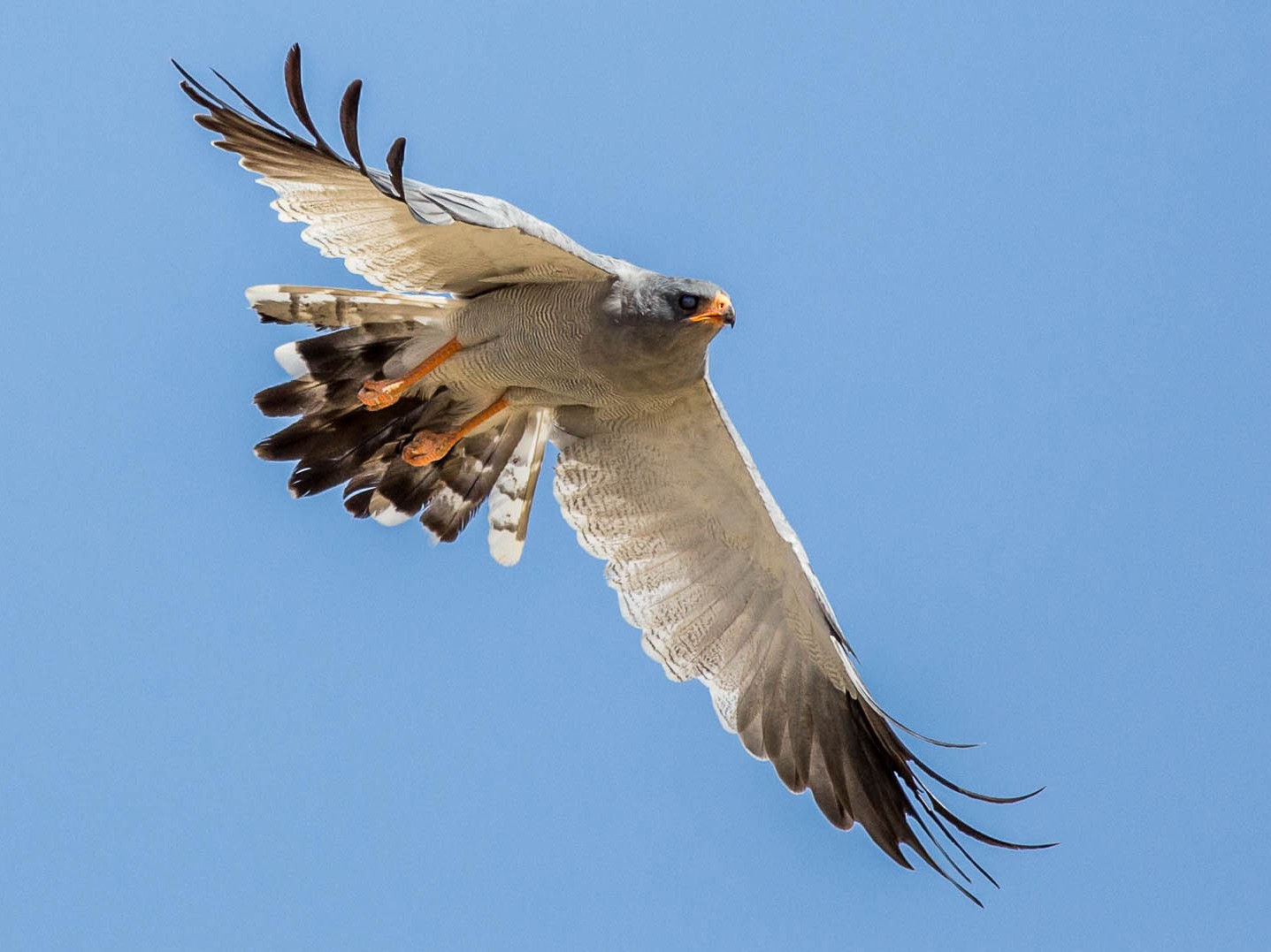 Pale Chanting-Goshawk - eBird