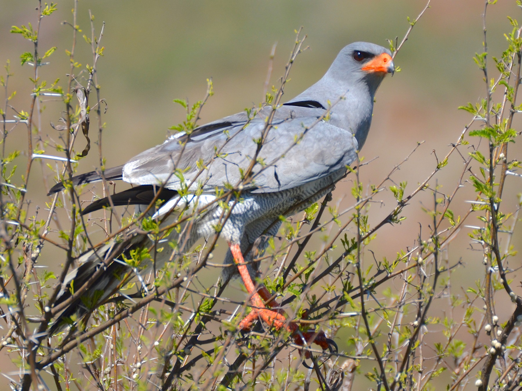 Pale Chanting-Goshawk - eBird