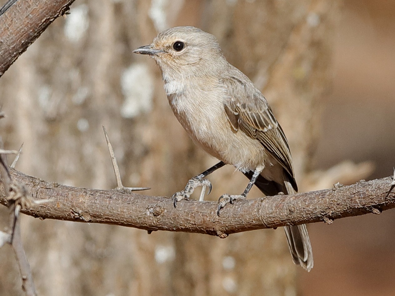 Pale Flycatcher - eBird