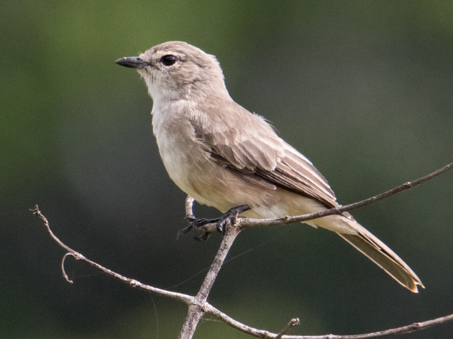 Pale Flycatcher - eBird