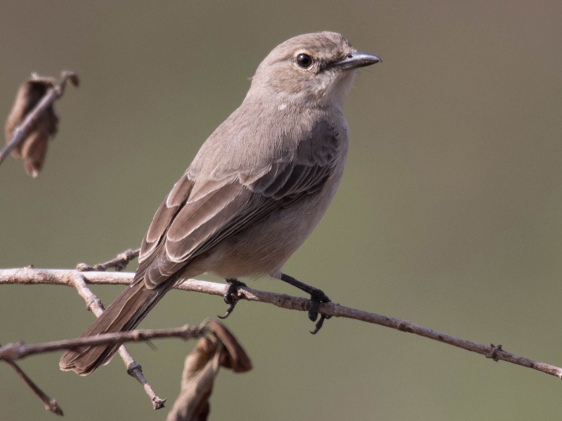 Pale Flycatcher - eBird