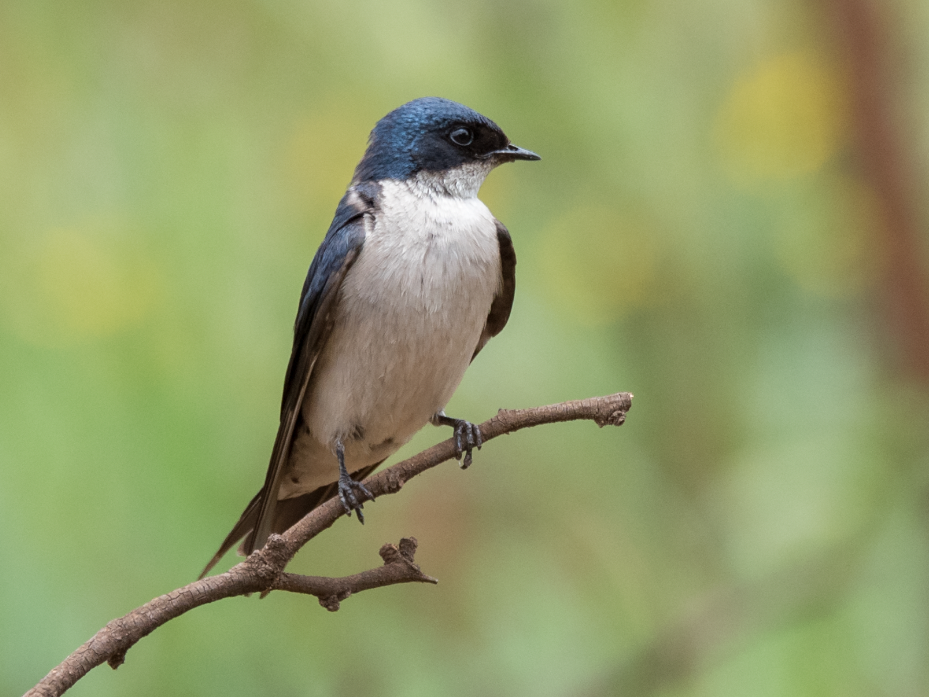 Pearl-breasted Swallow - eBird