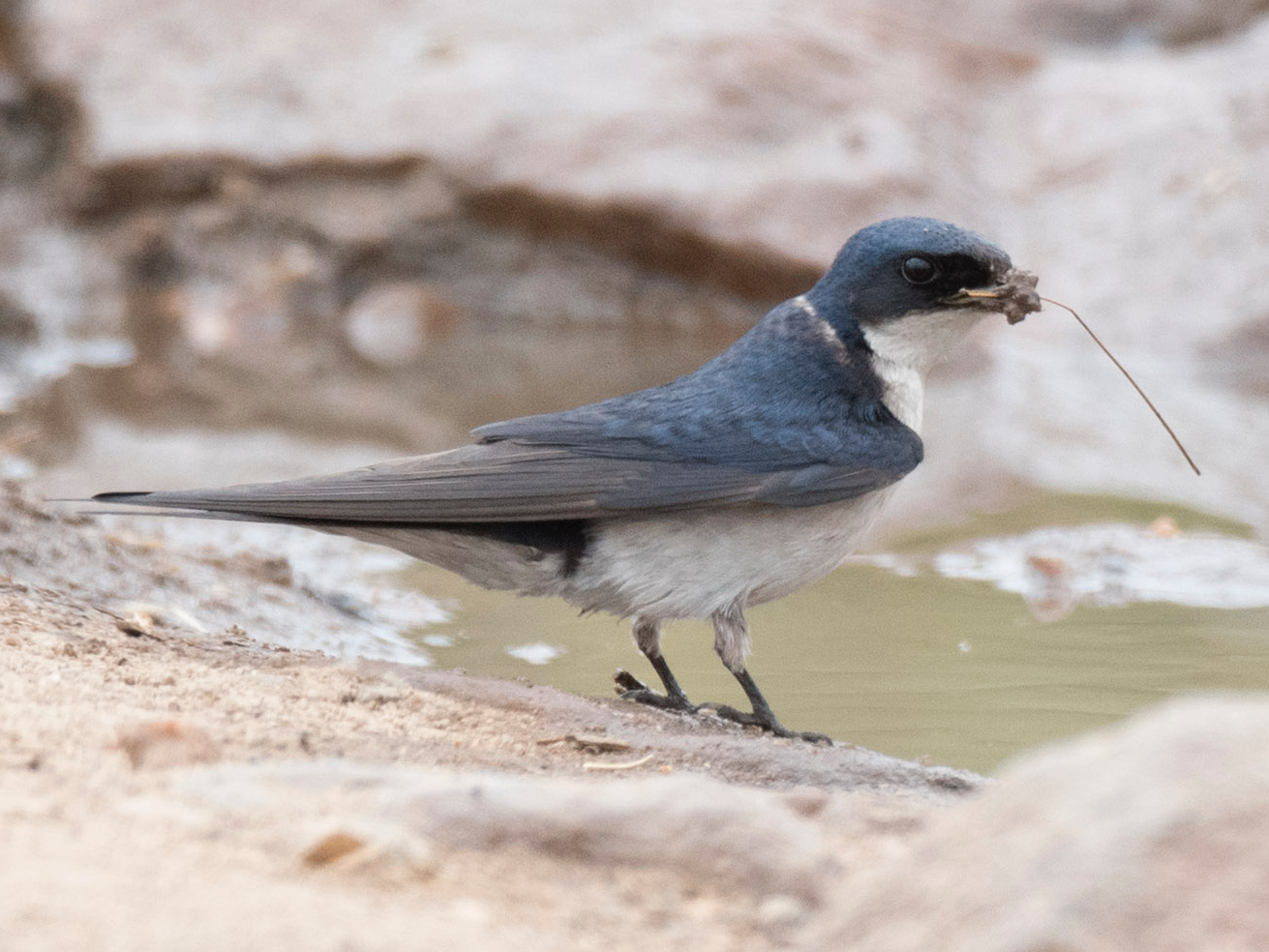 Pearl-breasted Swallow - eBird