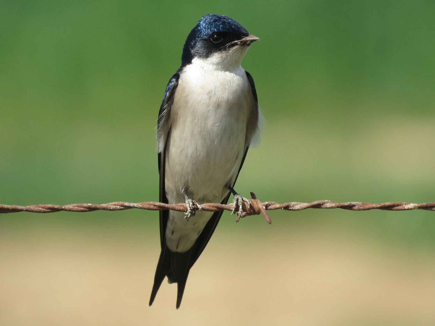 Pearl-breasted Swallow - eBird