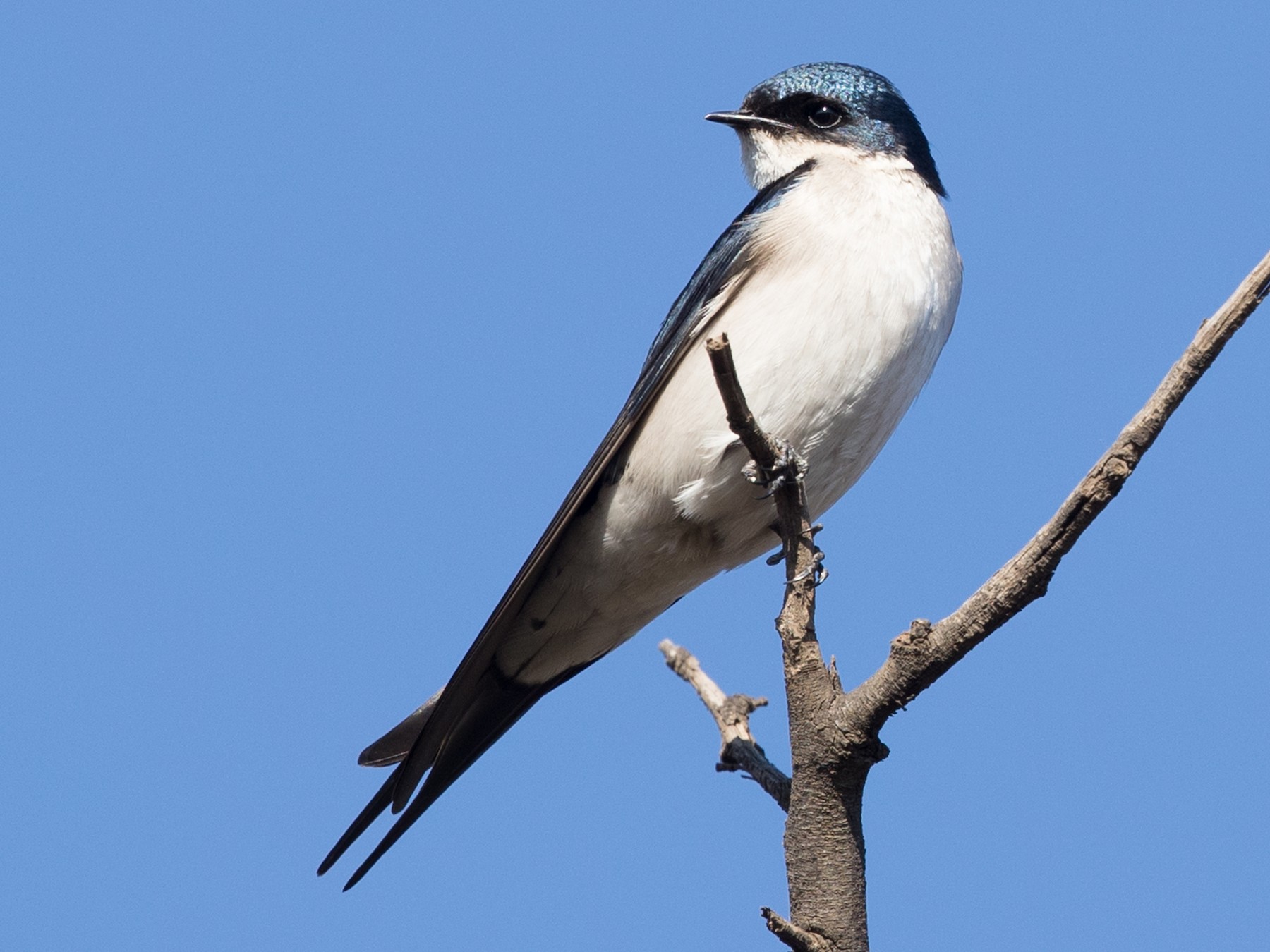 Pearl-breasted Swallow - eBird