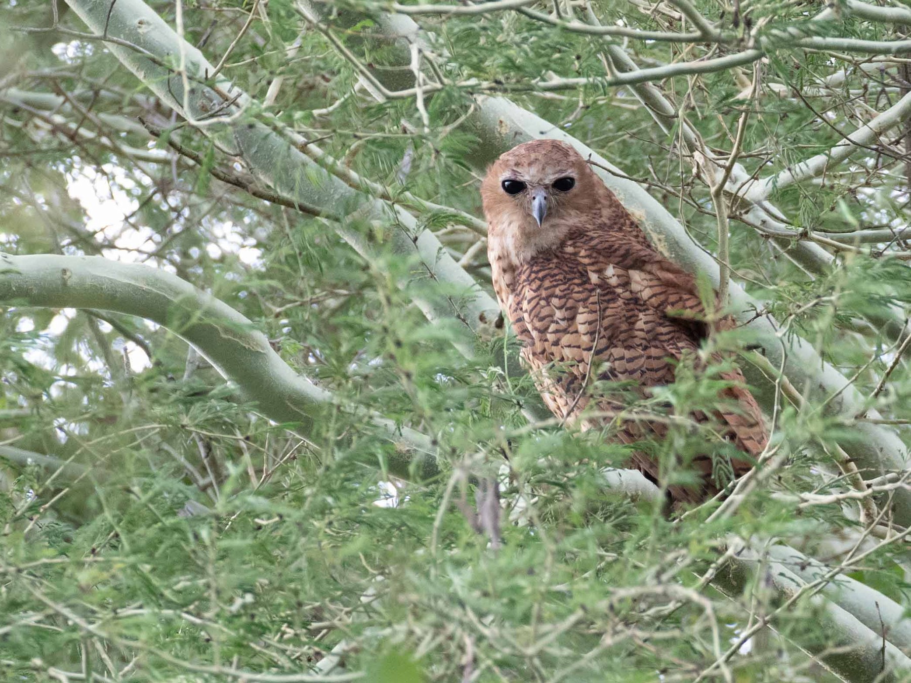 Pel's Fishing-Owl - eBird