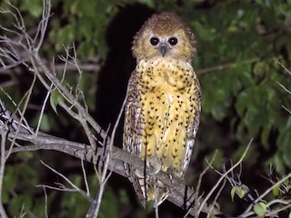 Pel's Fishing-Owl - eBird
