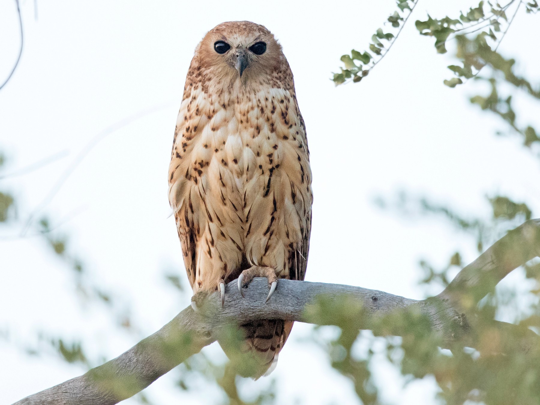 Pel's Fishing-Owl - eBird