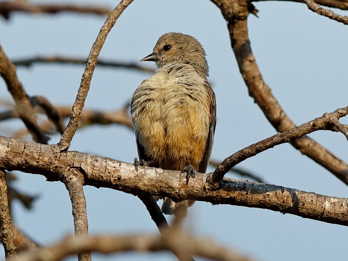 African Penduline-Tit - eBird