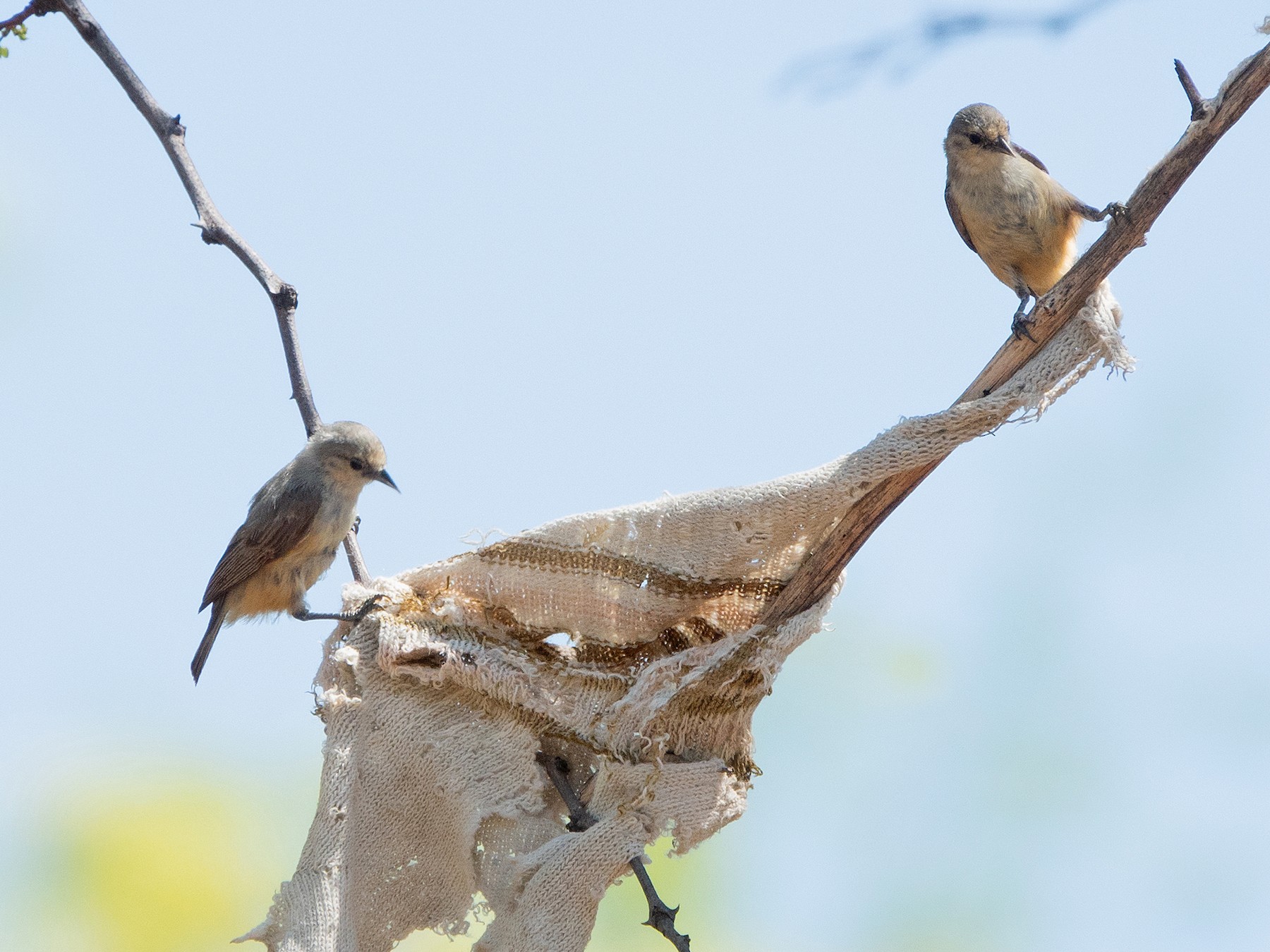 African Penduline-Tit - eBird