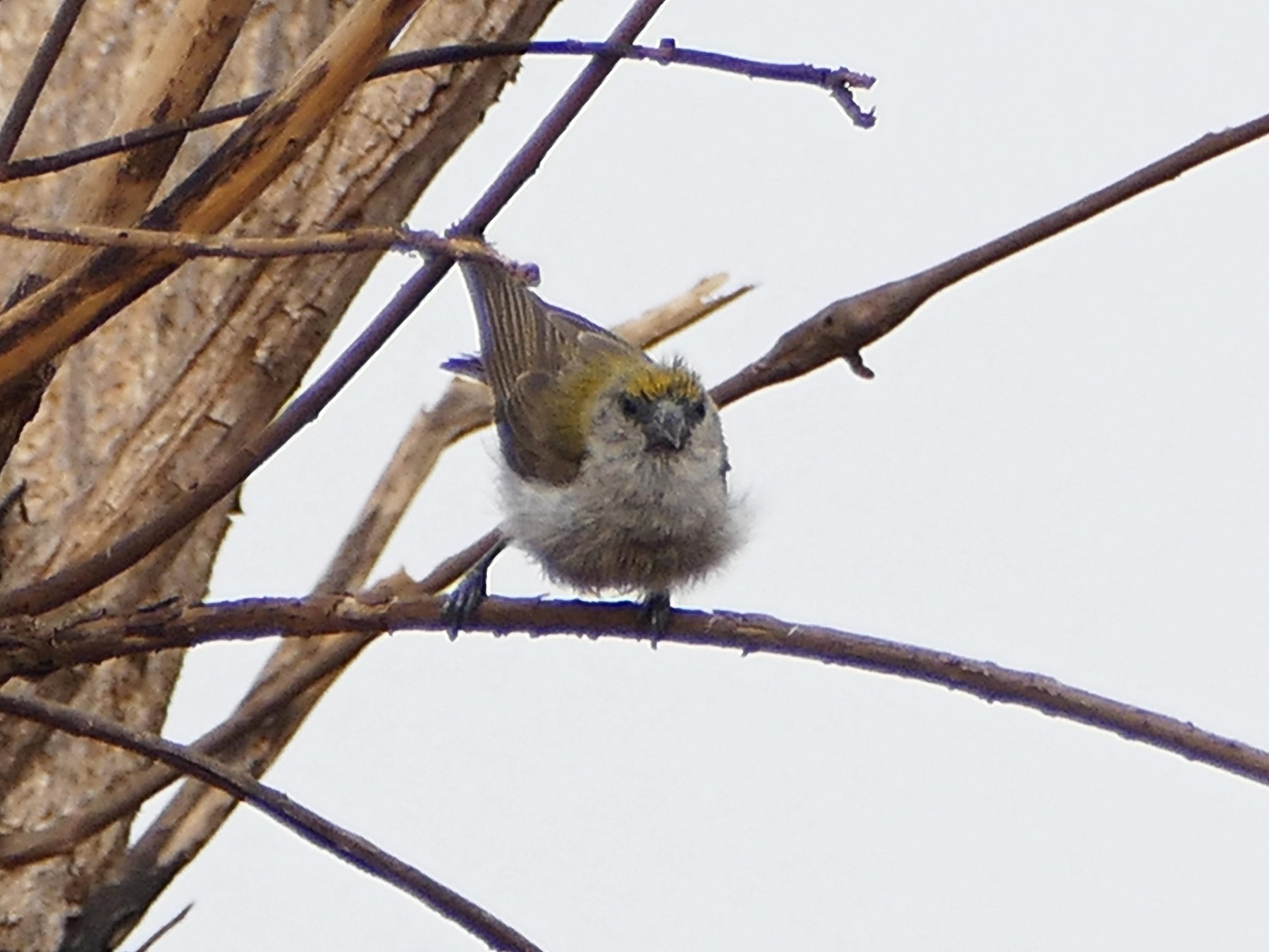 African Penduline-Tit - eBird