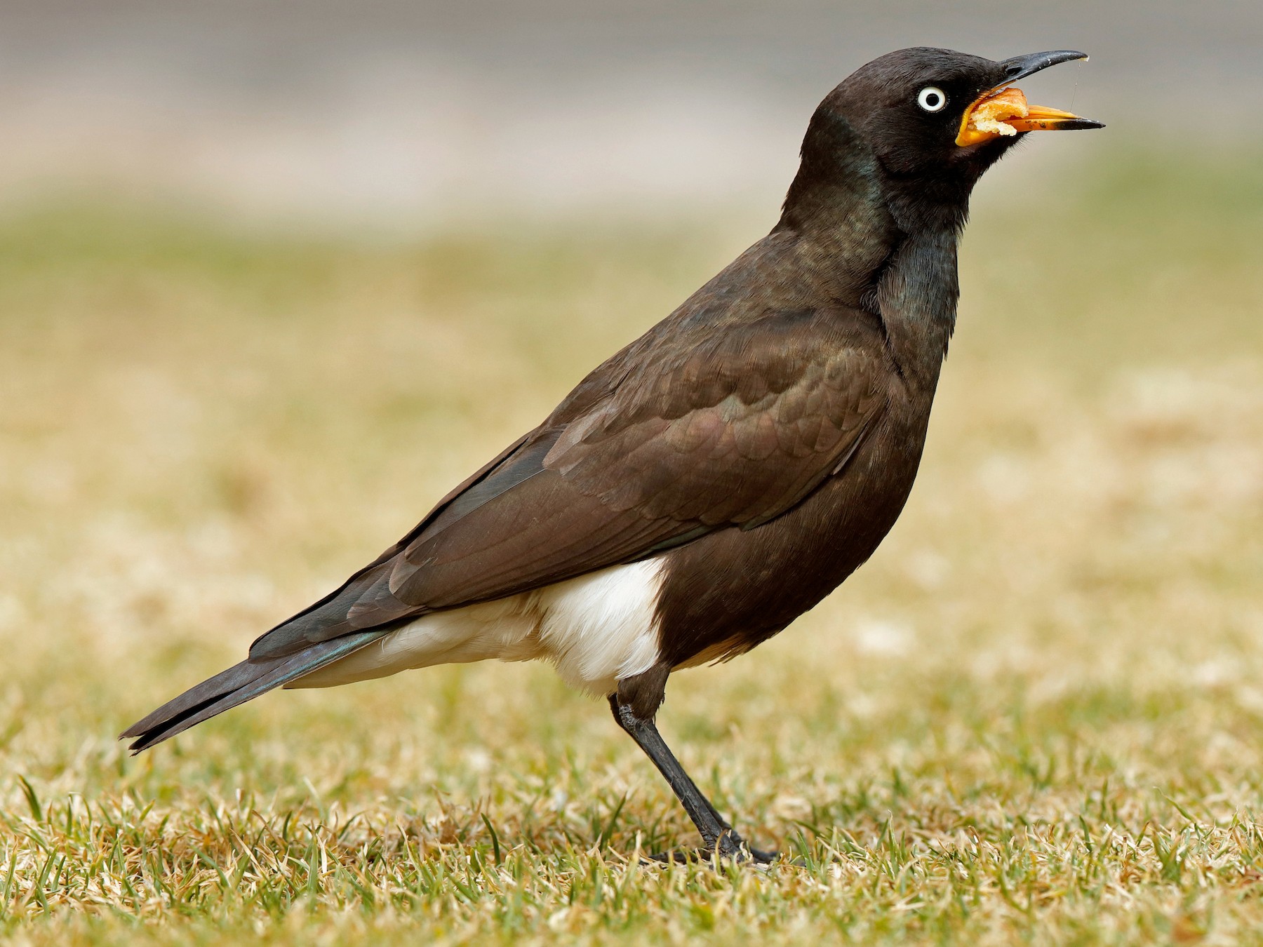 African Pied Starling - eBird