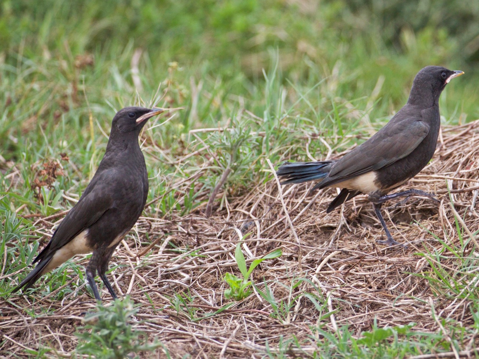 African Pied Starling - eBird