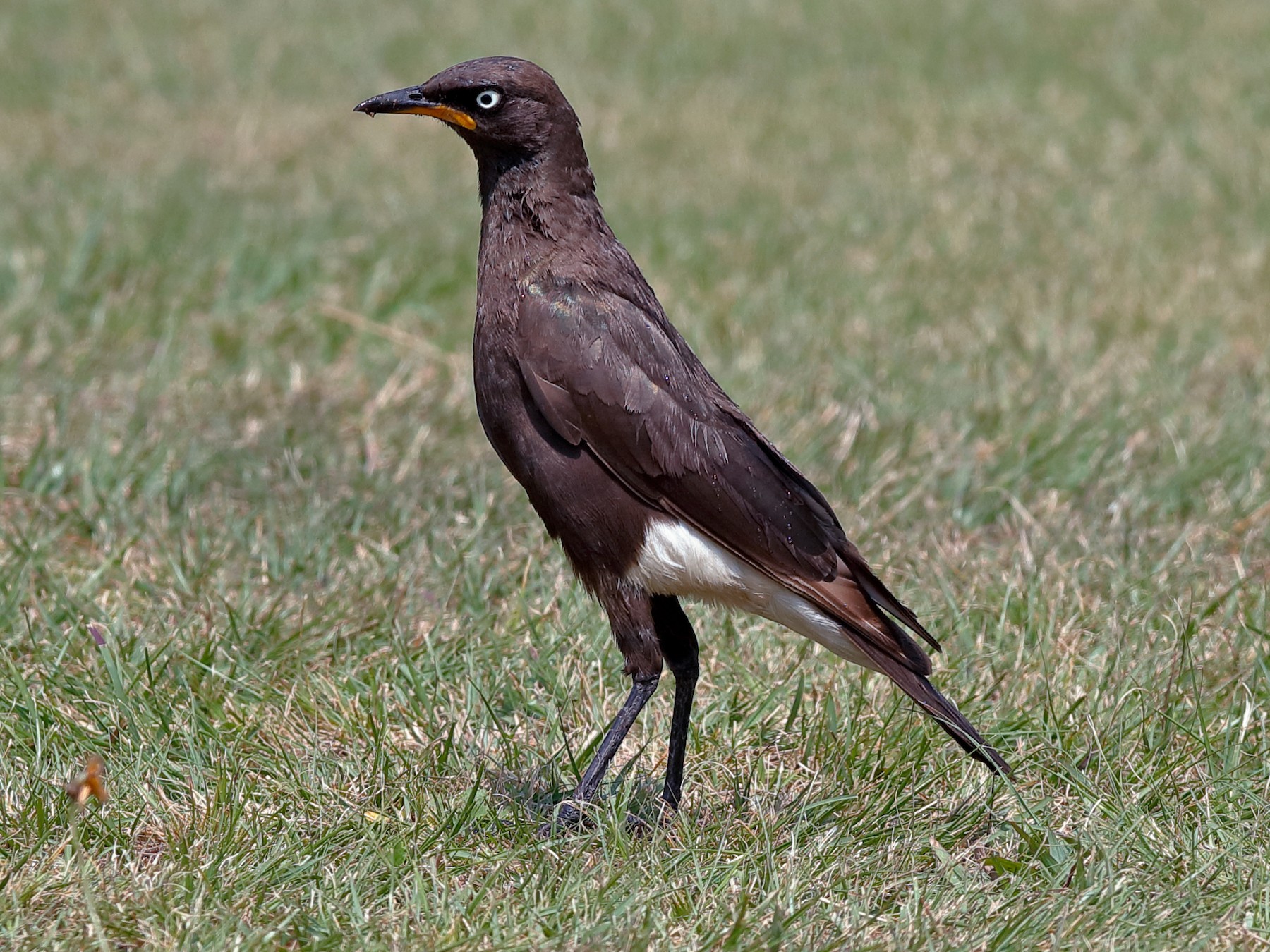 African Pied Starling - eBird