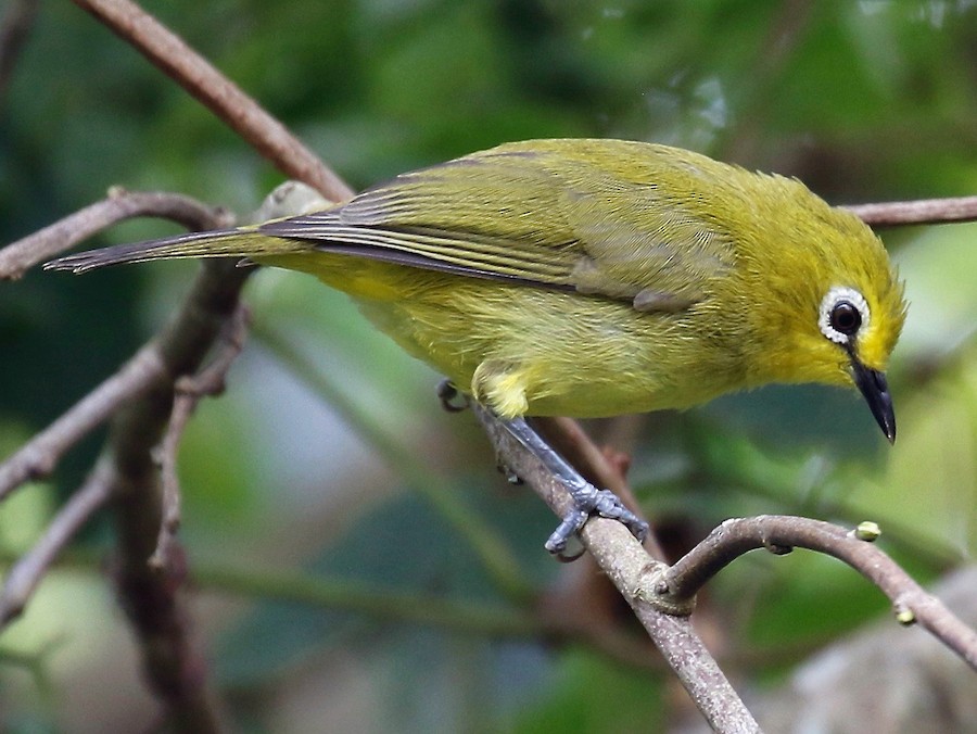 Green White-eye - eBird