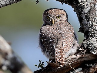 Pearl-spotted Owlet - eBird