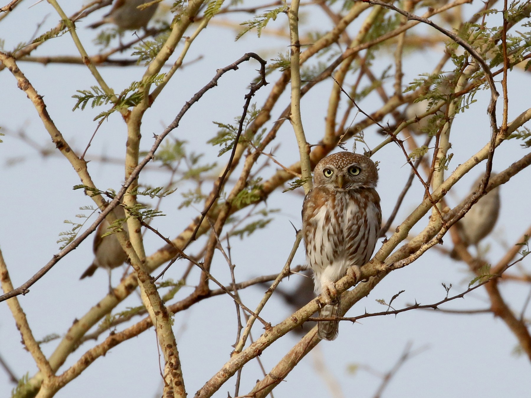 Pearl-spotted Owlet - eBird