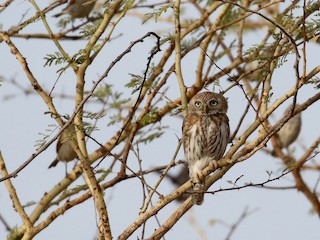 Pearl-spotted Owlet - eBird