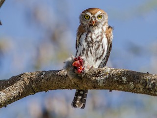 Pearl-spotted Owlet - eBird