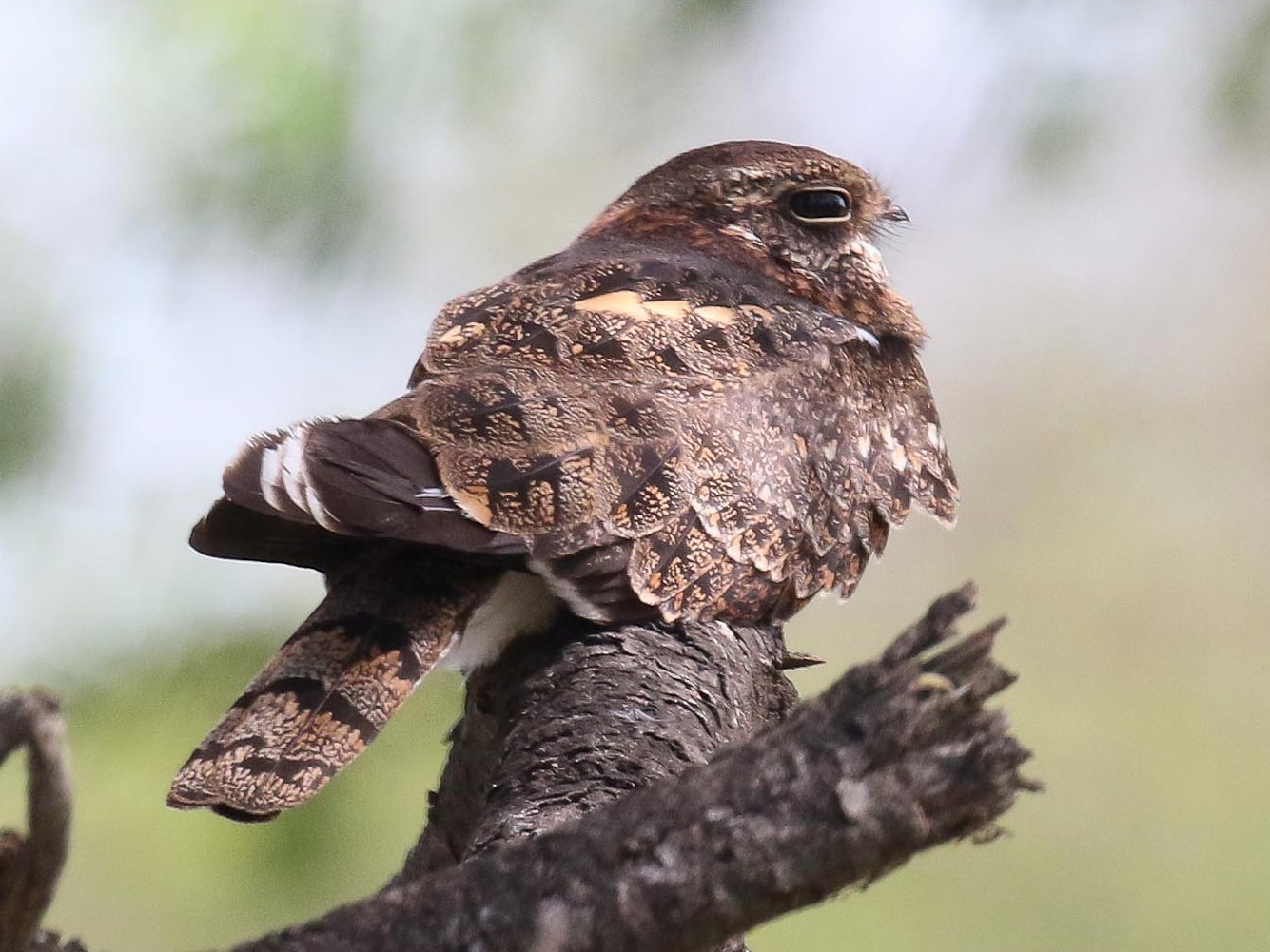 Pennant Winged Nightjar