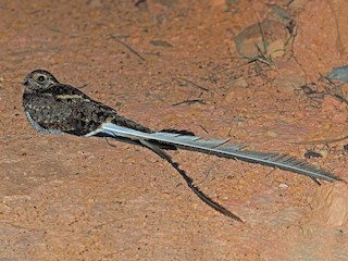 Pennant-winged Nightjar - eBird