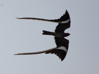 Pennant-winged Nightjar - eBird