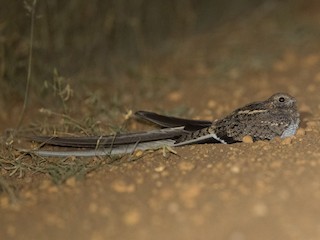 Pennant-winged Nightjar - eBird