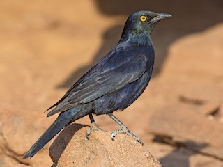 Pale-winged Starling - eBird