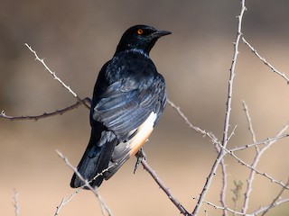 Pale-winged Starling - eBird