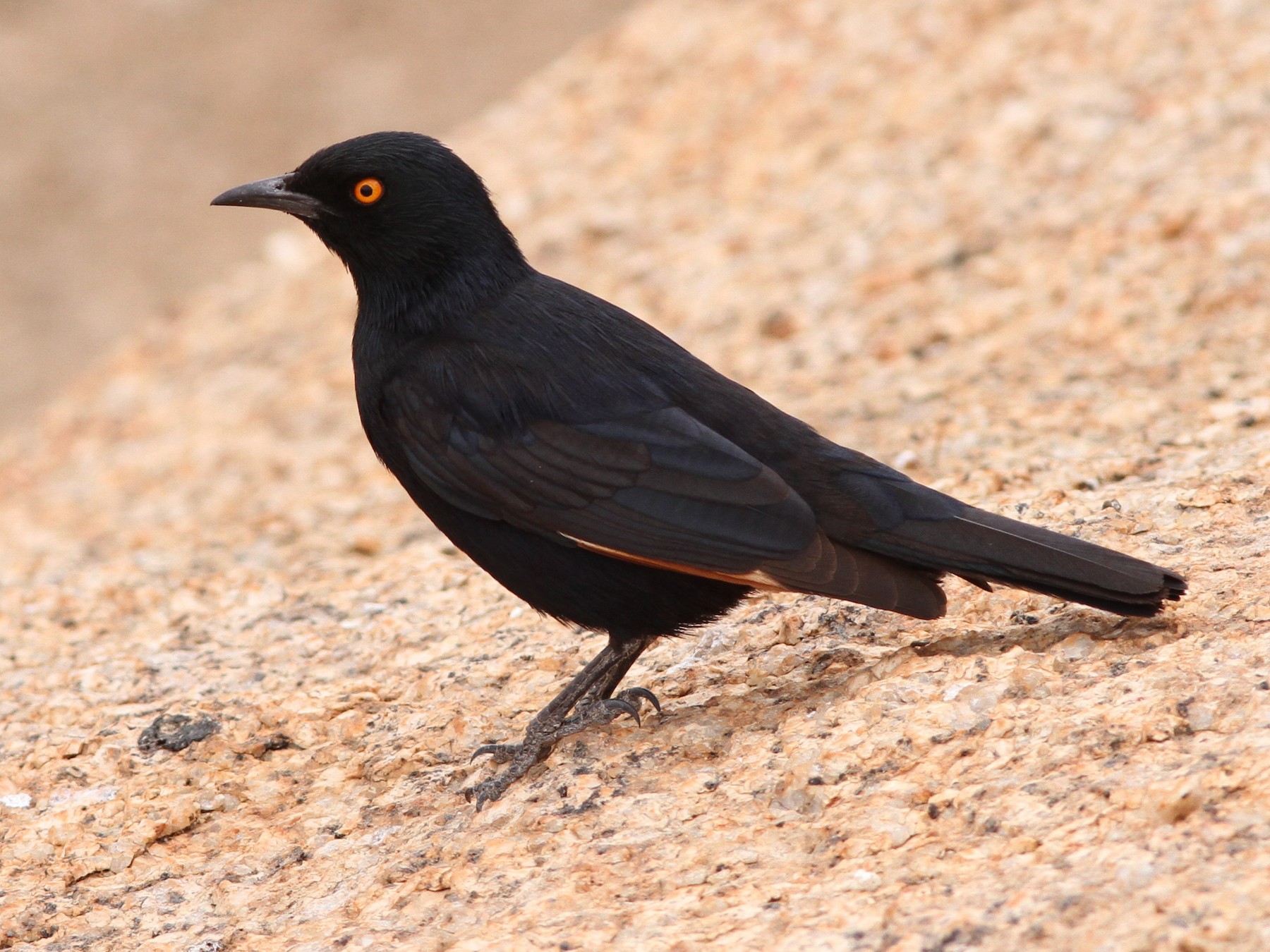 Pale-winged Starling - eBird