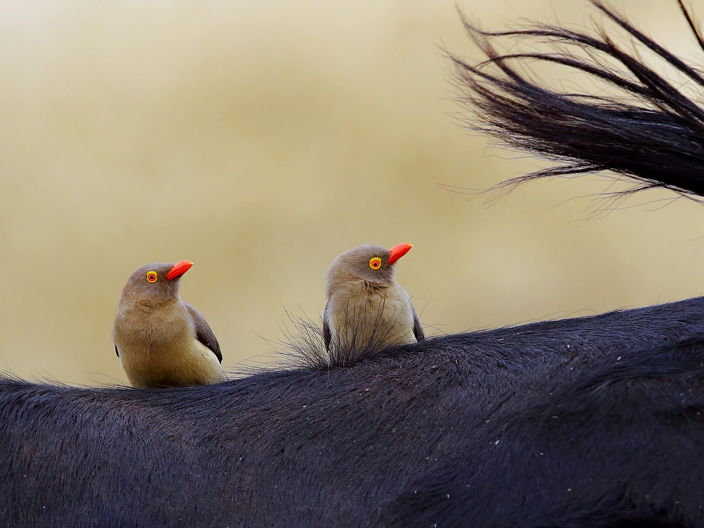 Red Billed Oxpecker