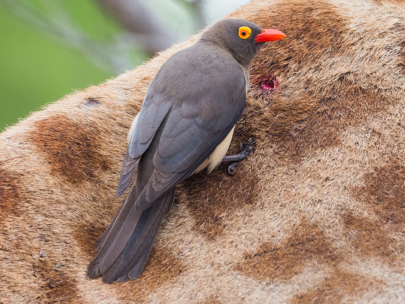 Red-billed Oxpecker - eBird