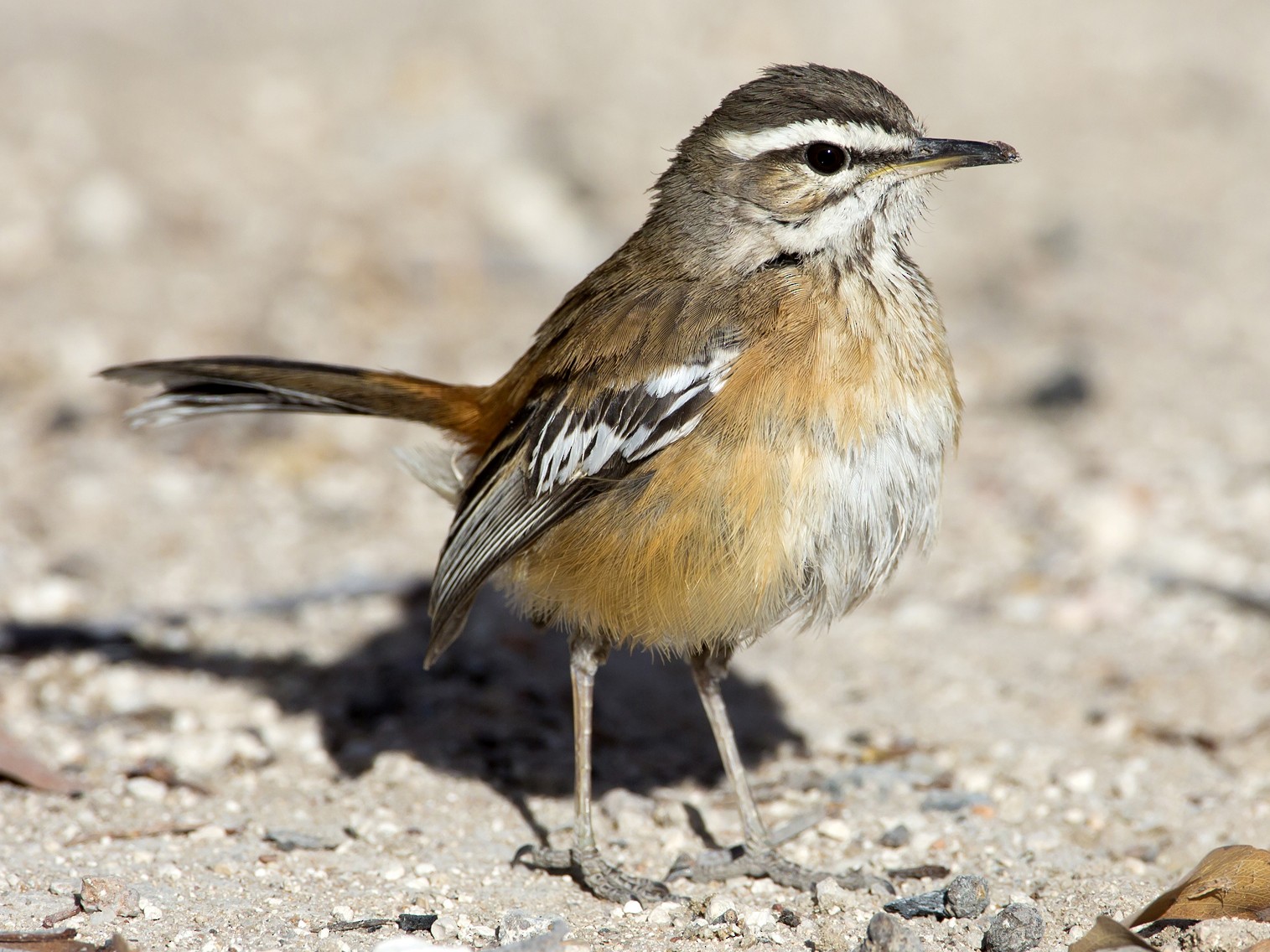 Red-backed Scrub-Robin - eBird