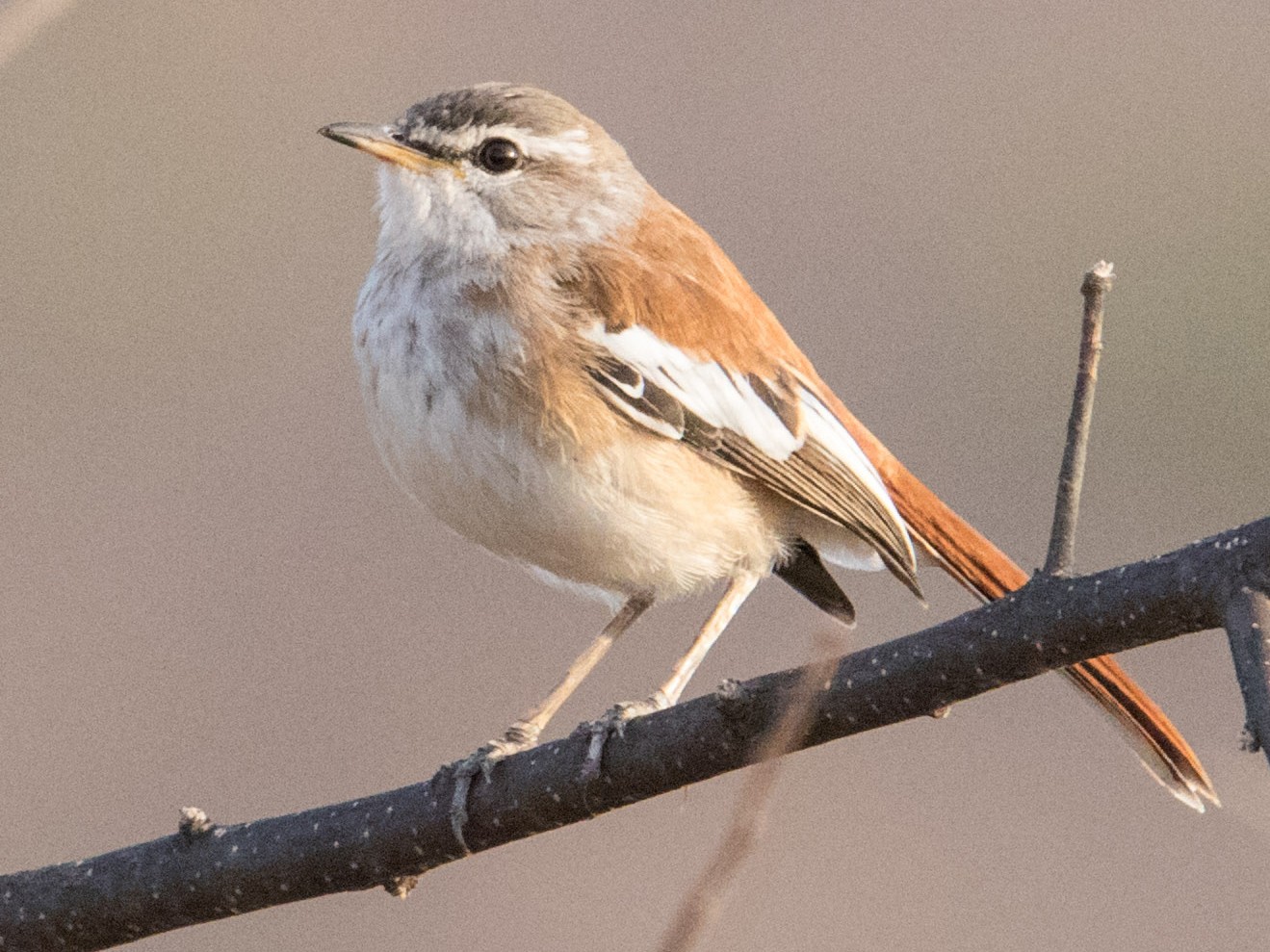 Red-backed Scrub-Robin - eBird