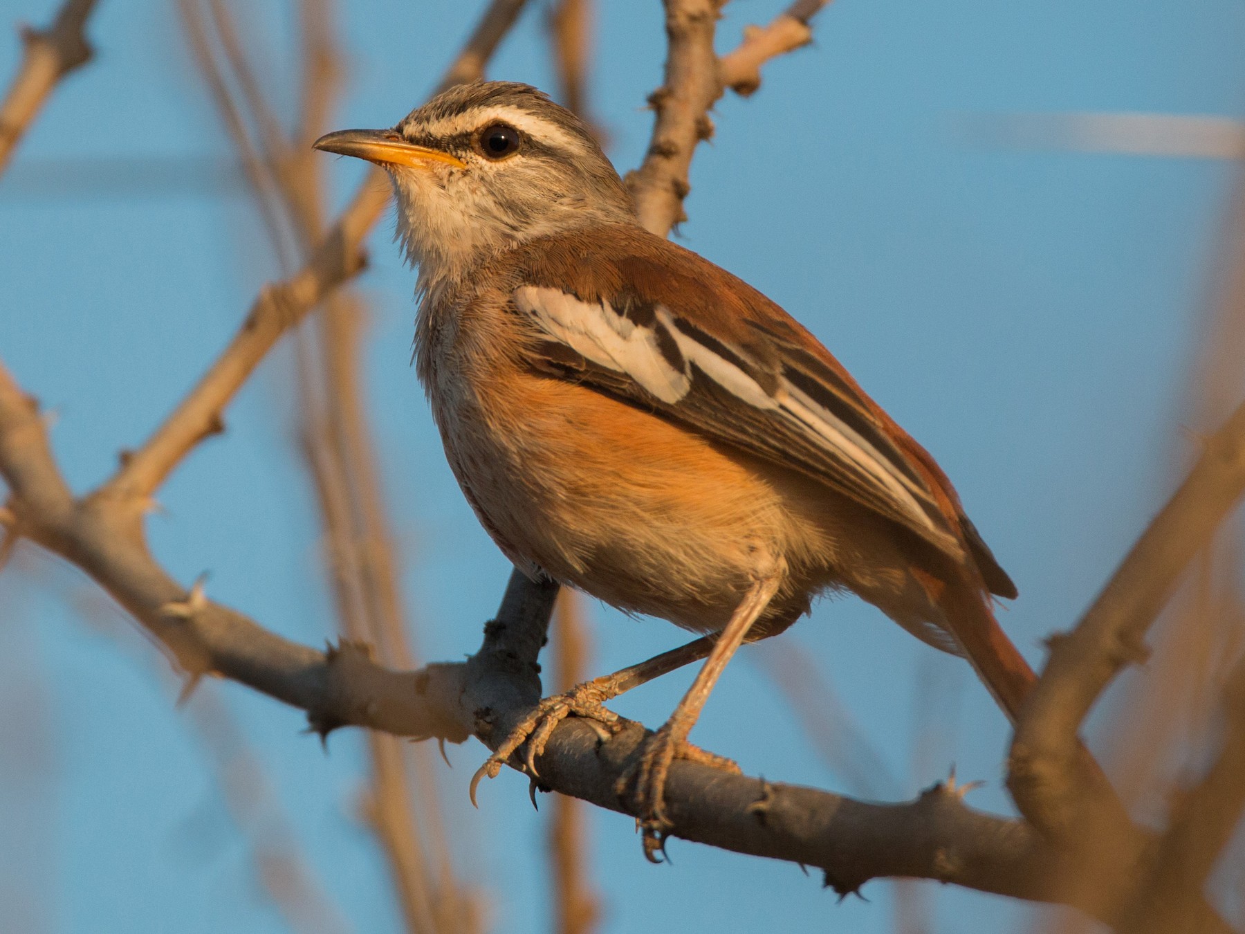 White-browed Scrub Robin - eBird