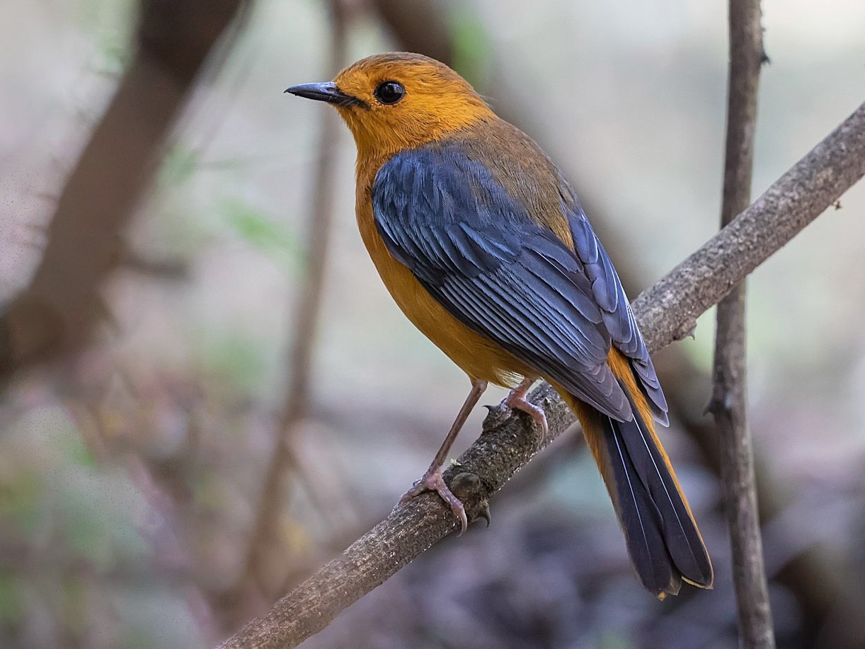 Red-capped Robin-Chat - eBird