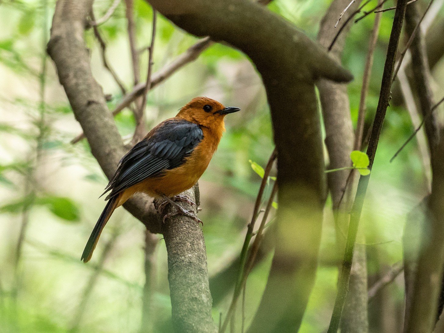red-capped robin-chat - eBird