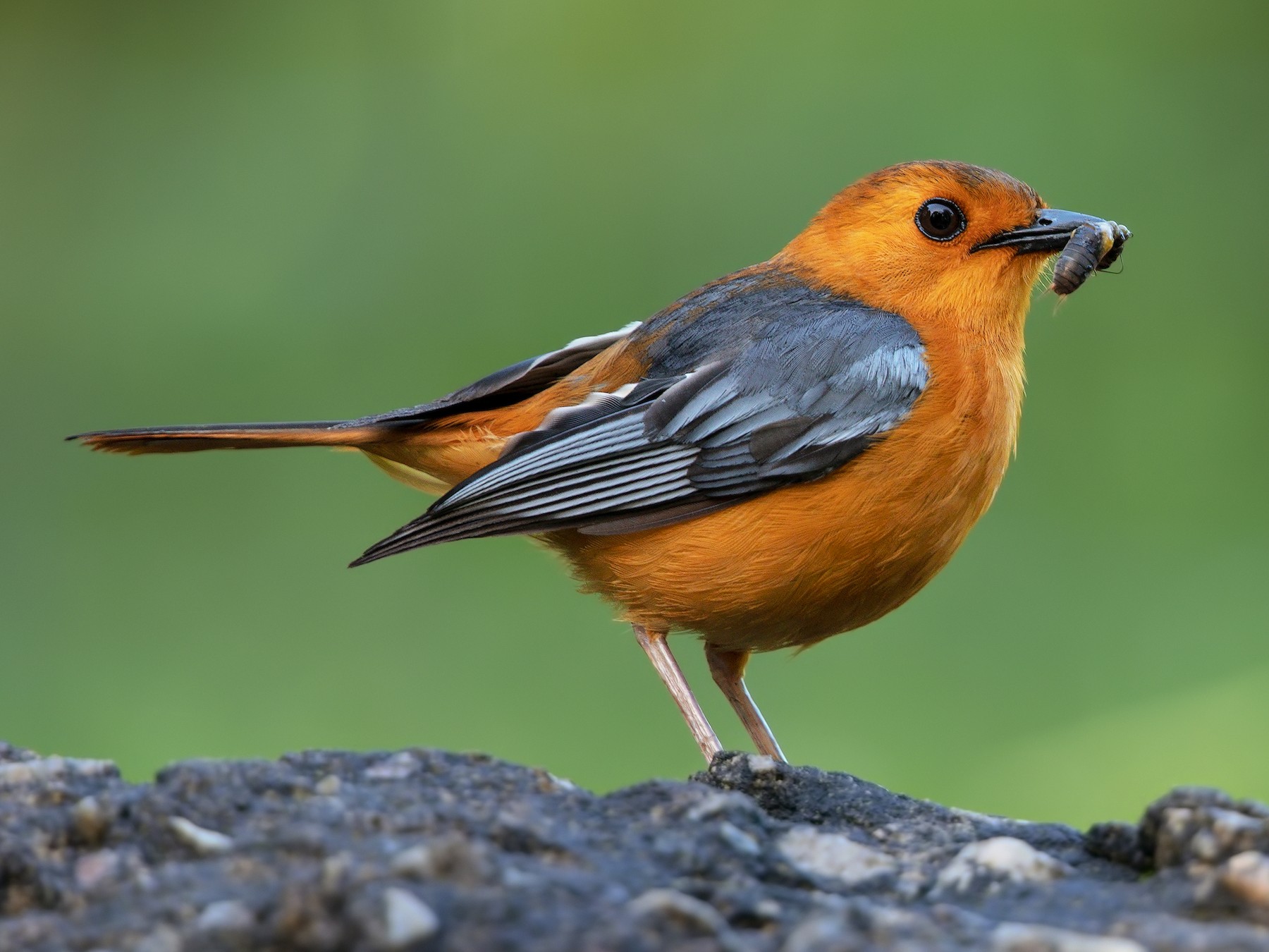 Red-capped Robin-Chat - eBird