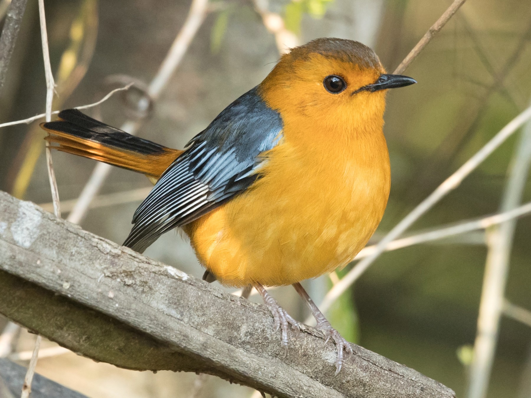 Red-capped Robin-Chat - eBird