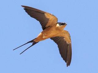 Rufous-chested Swallow - eBird