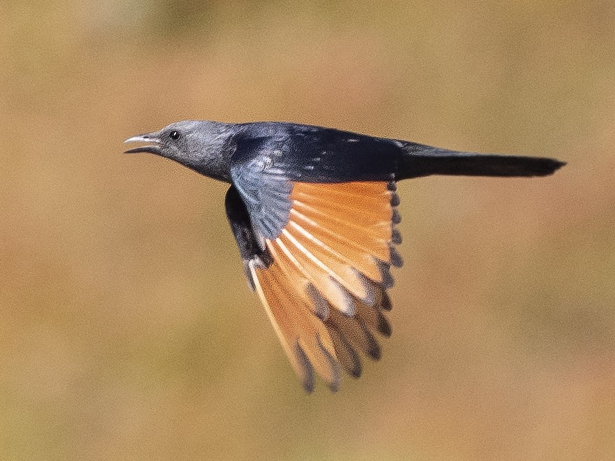 Red-winged Starling - eBird