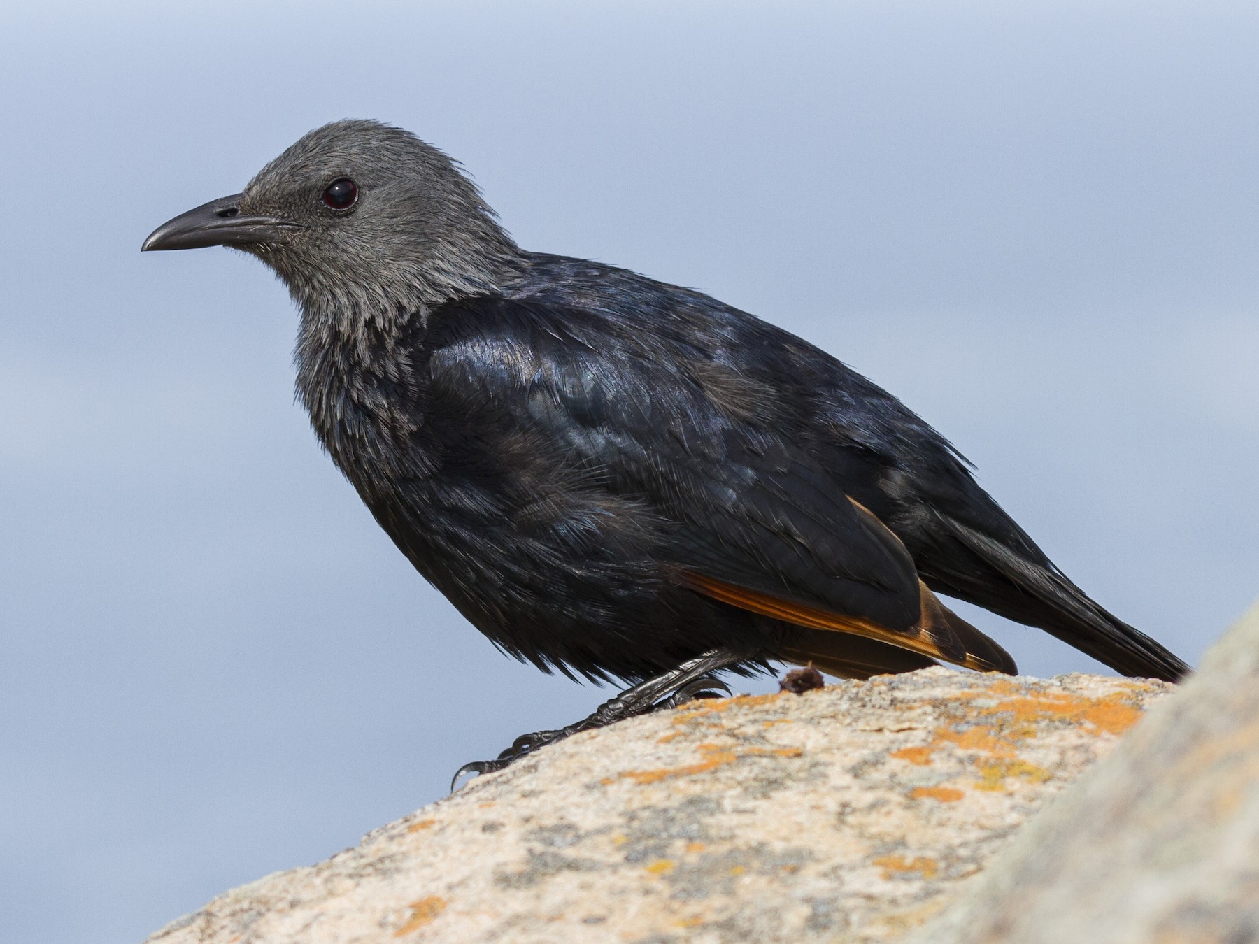 Female Starling Bird